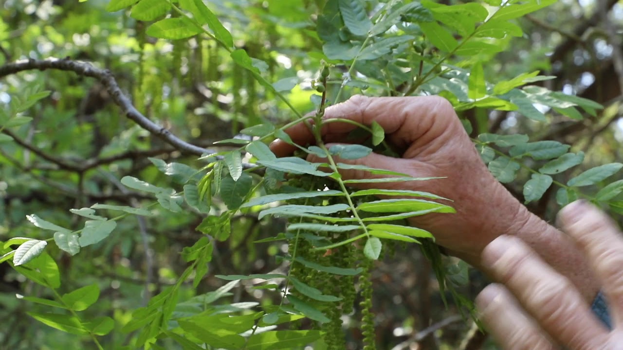 Sage Scrub Field Trip - YouTube