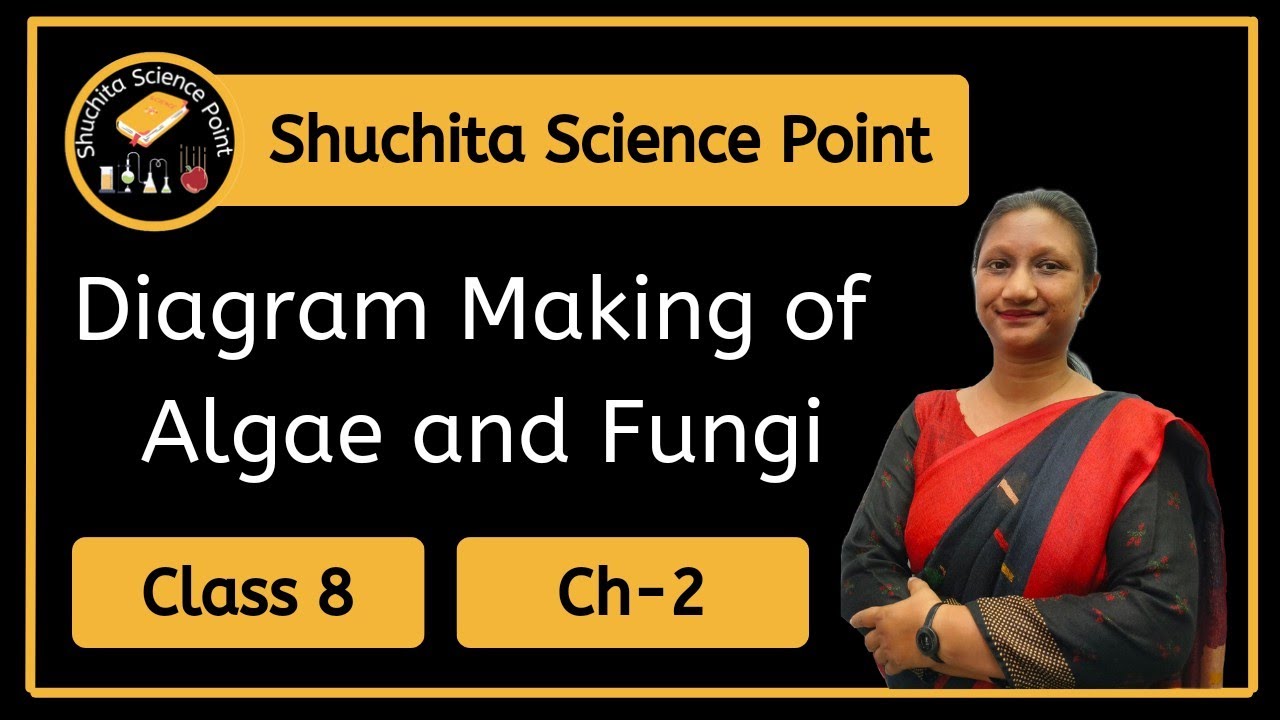 Class 8 | Diagram Making of Alage and Fungi |NCERT | Science | - YouTube