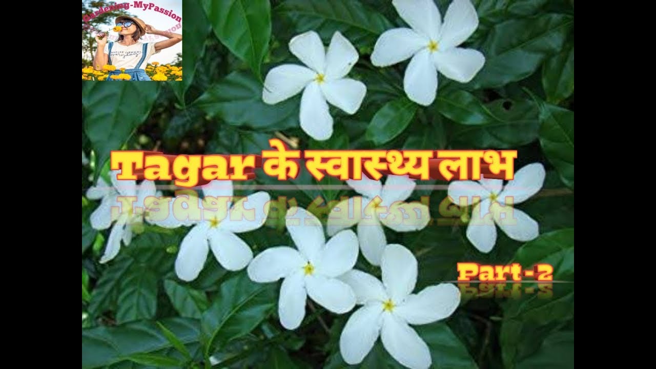 Health Benefits Of Tagar Plant YouTube Health Benefits Of Tagar Plant YouTube