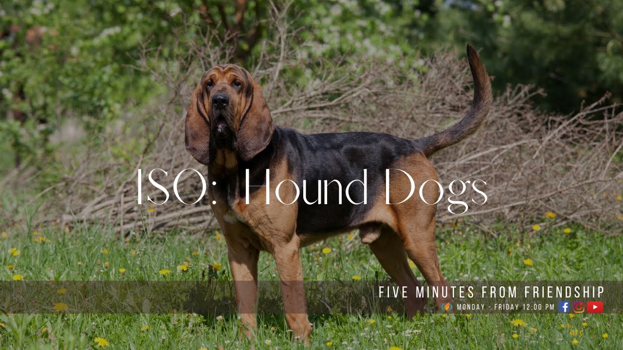 ISO: Hound Dogs - YouTube