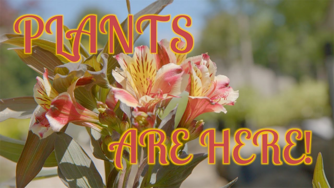 Turpin, We've got the plants! - YouTube