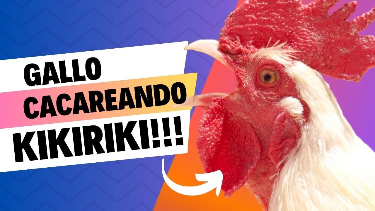 Gallo Cacareando! 🐓 El Clásico Sonido del Amanecer - YouTube