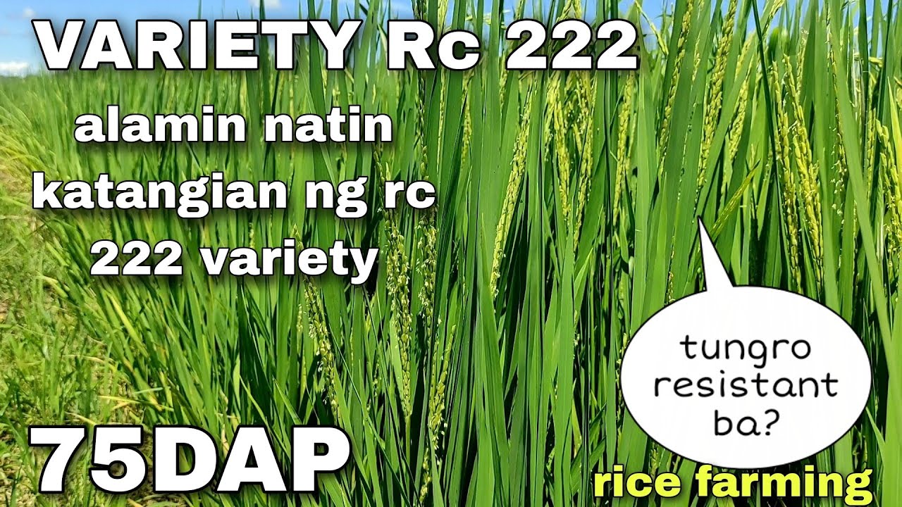 RICE FARMING Characteristics Of Triple Two Variety RC 222 Inbrid rice-farming-characteristics-of-triple-two-variety-rc-222-inbrid