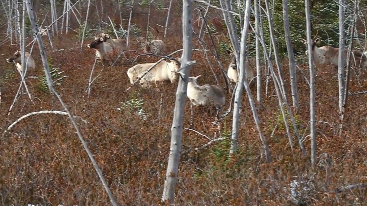 Canadian Migratory Male Caribou Calling Females - YouTube