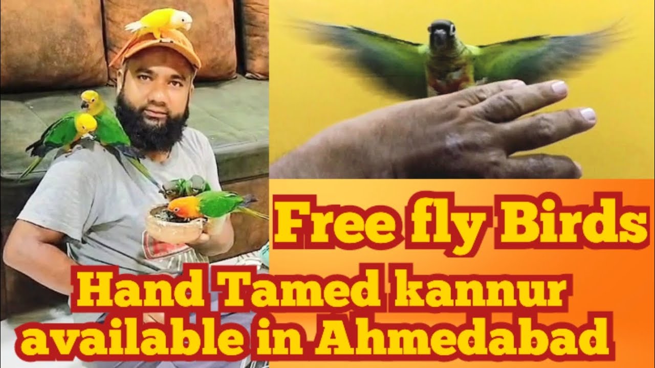 Imran bhai ke bird setup per Aaye new tamed birds | indoor free fly ...