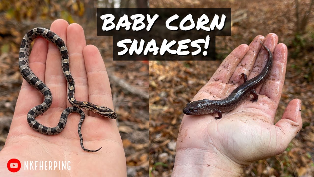 Winter is Here.....Baby Corn Snakes, Red Salamanders, and More! Early ...