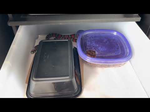 What’s the big deal with the Black Milk Snake?
