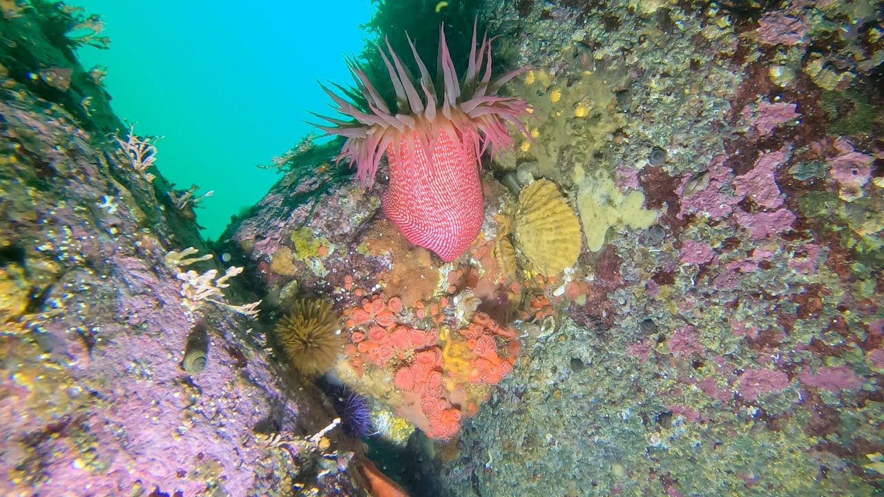 Kelp Forest Scuba Diving at Monastery Beach, Monterey, California - YouTube