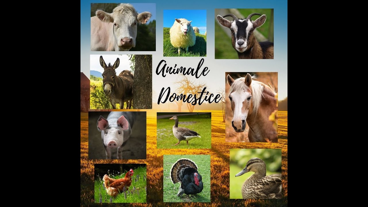 Colaj animale domestice. Curiozitati. Video şi Sunete. # ...