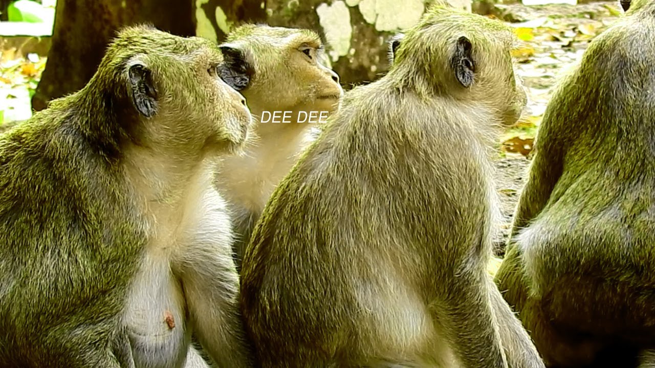Monkey Dee Dee Since Lost & Absent of Her Mommy Dolly From The World ...