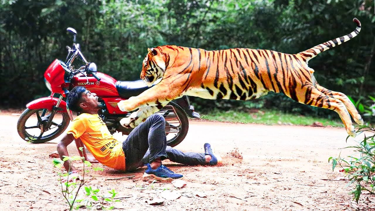 6 Tiger Encounters You Shouldn't Click On - YouTube