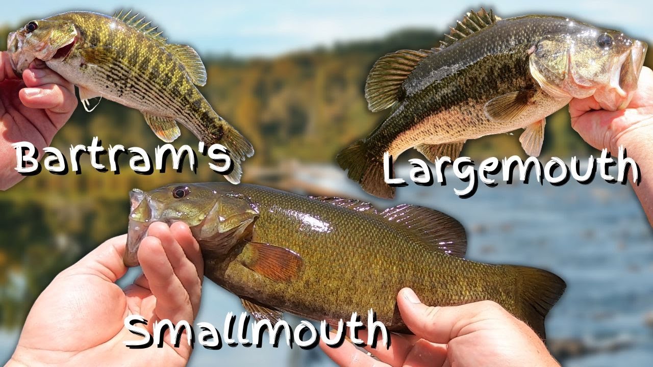 Savannah River Bass Bonanza: Targeting 3 Species at Augusta Shoals for ...