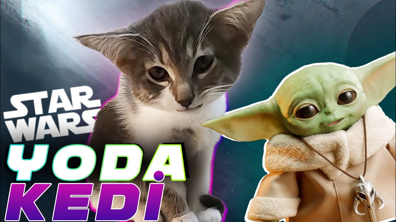 GERÇEK YODA KEDİSİ! 😲 Özürlü Doğan Yavru Kedi 😪 Real Yoda Cat ...