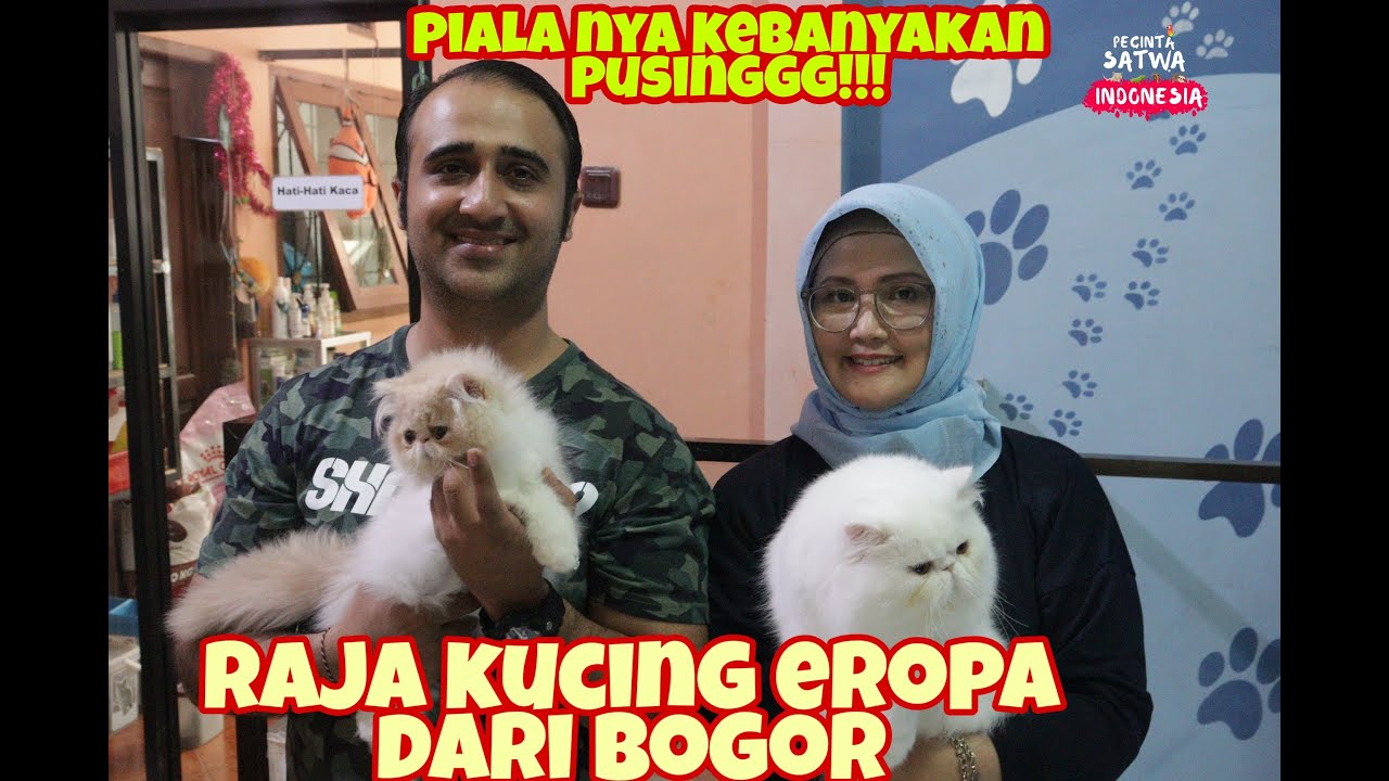 RAJA KUCING EROPA DARI JAWA BARAT!!!!JUARA TERUSSS - YouTube