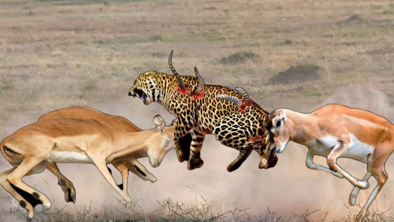Unbelievable. Terrifying Attacks Of Antelope - Antelope VS Leopard ...