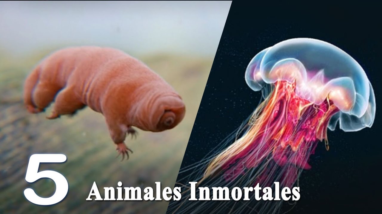 Animales Fantasticos que viven eternamente, INMORTALES - YouTube