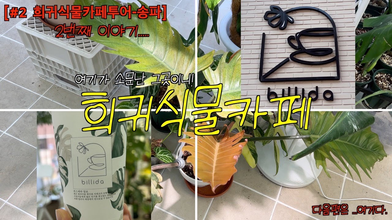 [#2 희귀식물카페투어-2#]송파-카페 빌리다 - 희귀식물카페맛집 - 카페클라스가 달라요.![#희귀식물카페 #billida ...