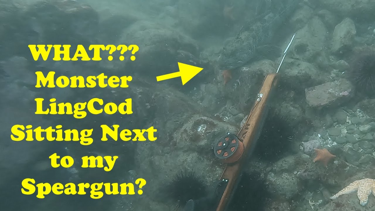 EPIC Northern California Spearfishing (Big Ling Alert) - YouTube