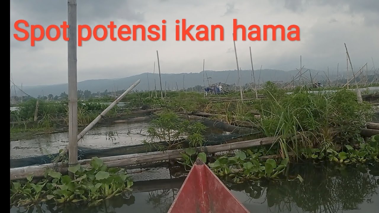Mancing Ikan Hama Yang Meresahkan pemancing Nila rawa pening. - YouTube