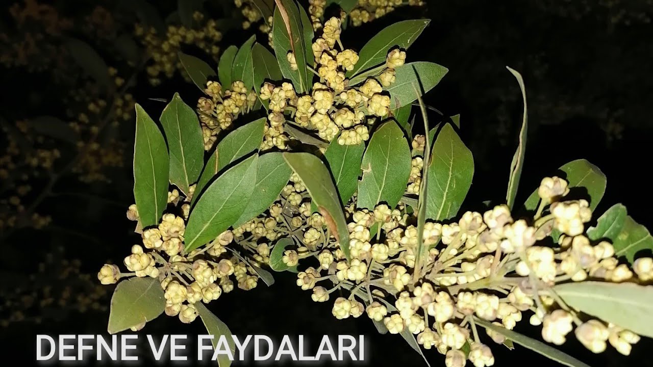 Defne, Laurus nobilis, Akdeniz Defnesi, Defne yaprağının faydaları ...