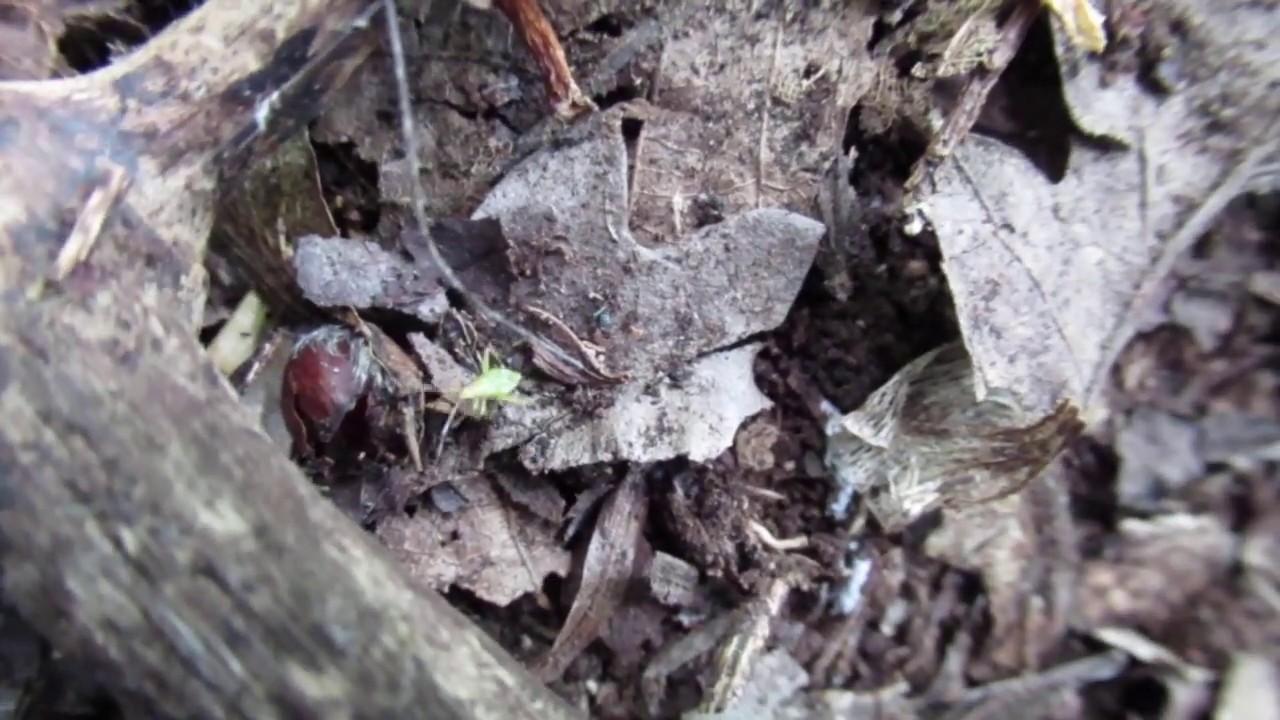 It fell off a fine fibre, thinking 'bug' er, but sorted its wee self ...