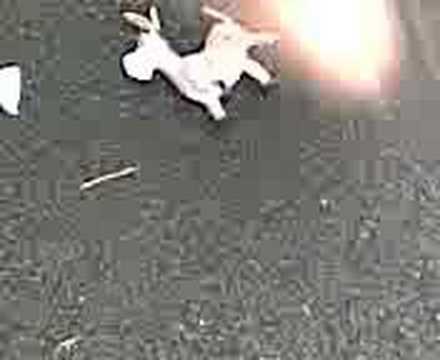 Donkey Torture