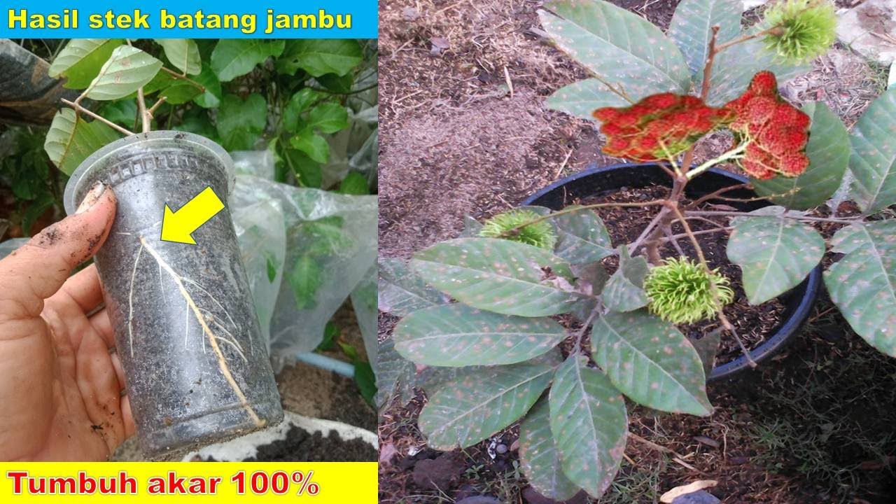For beginners, we repeat the way of rambutan stem cuttings so that ...
