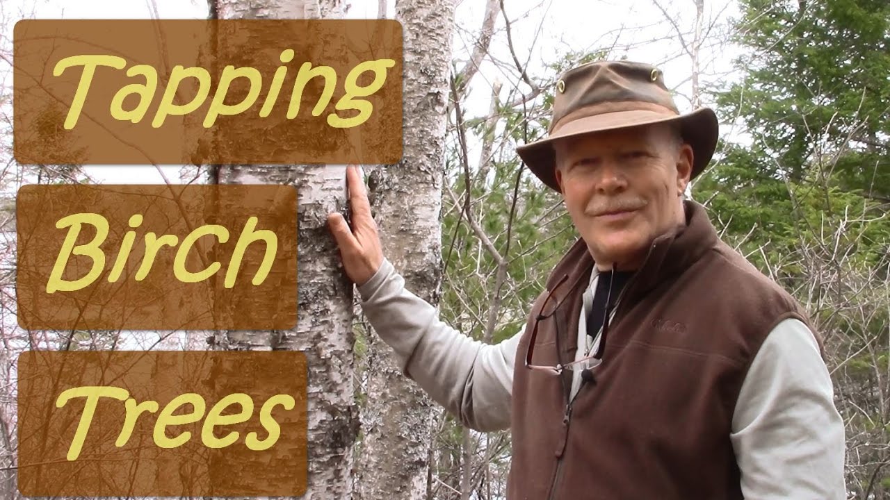 Tapping Birch Trees - YouTube