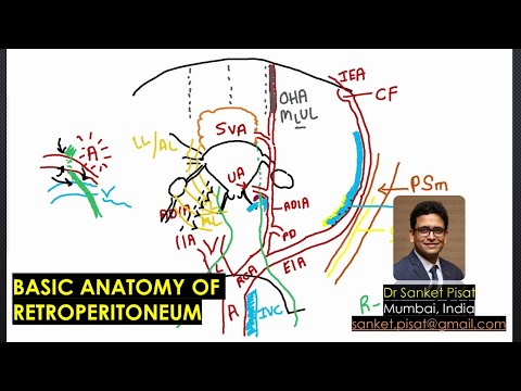 Anatomy of the retroperitoneum (with voiceover)