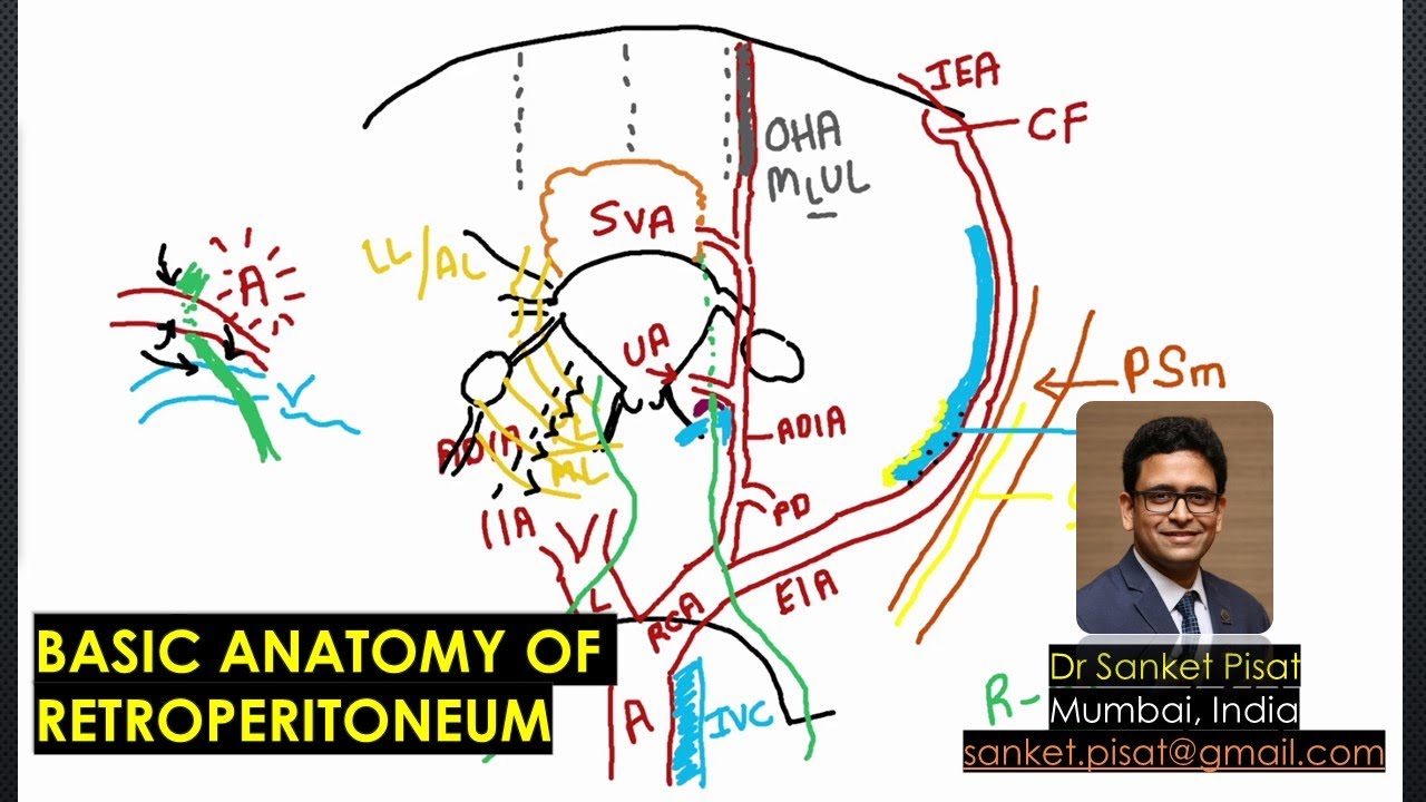 Anatomy of the retroperitoneum (with voiceover) - YouTube