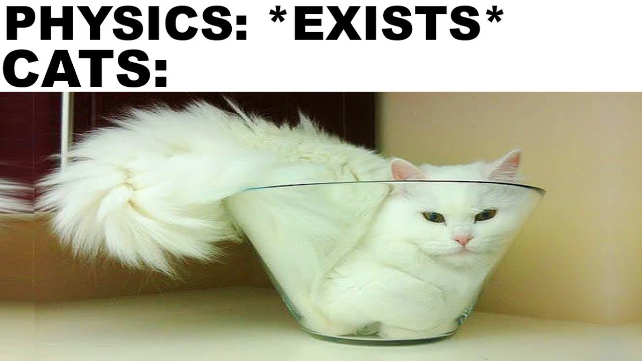 White Furry Cat Memes