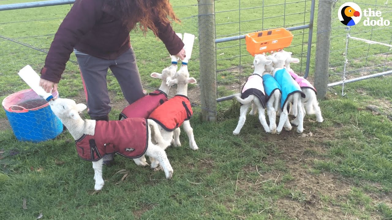 Little Lambs Race To See Who Gets To The Food First - YouTube