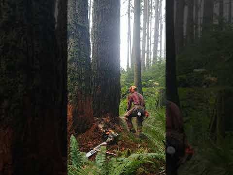Big tree timber cutting tree falling northwest huge fir tall timber ...