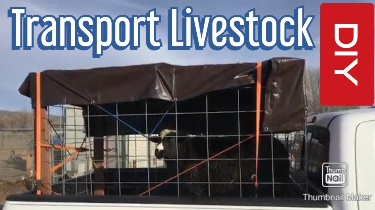 Transport sheep, goats, pigs, or other livestock in your truck. DIY ...