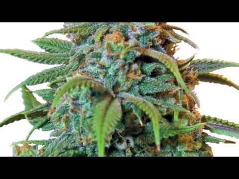 Terence Mckenna - The main reason why psychedelics are illegal