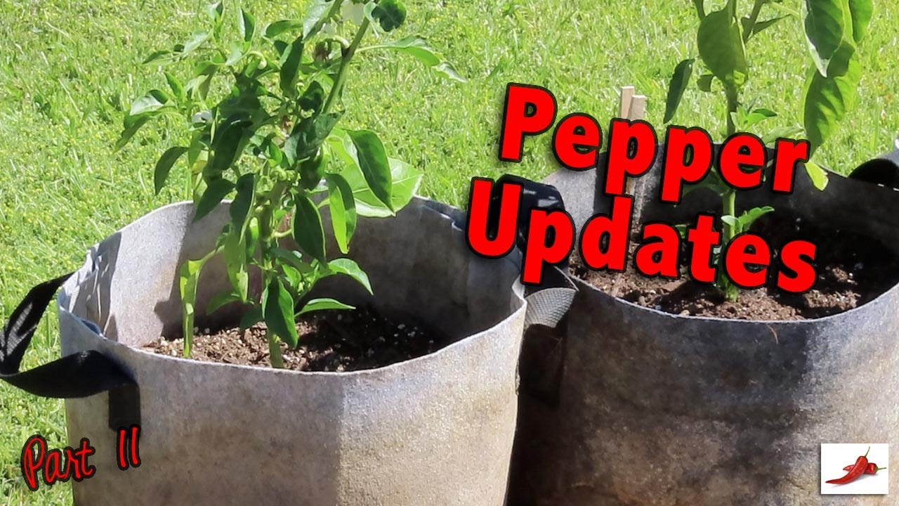 Adding compost and mulch to pepper containers. (May/2024) - YouTube