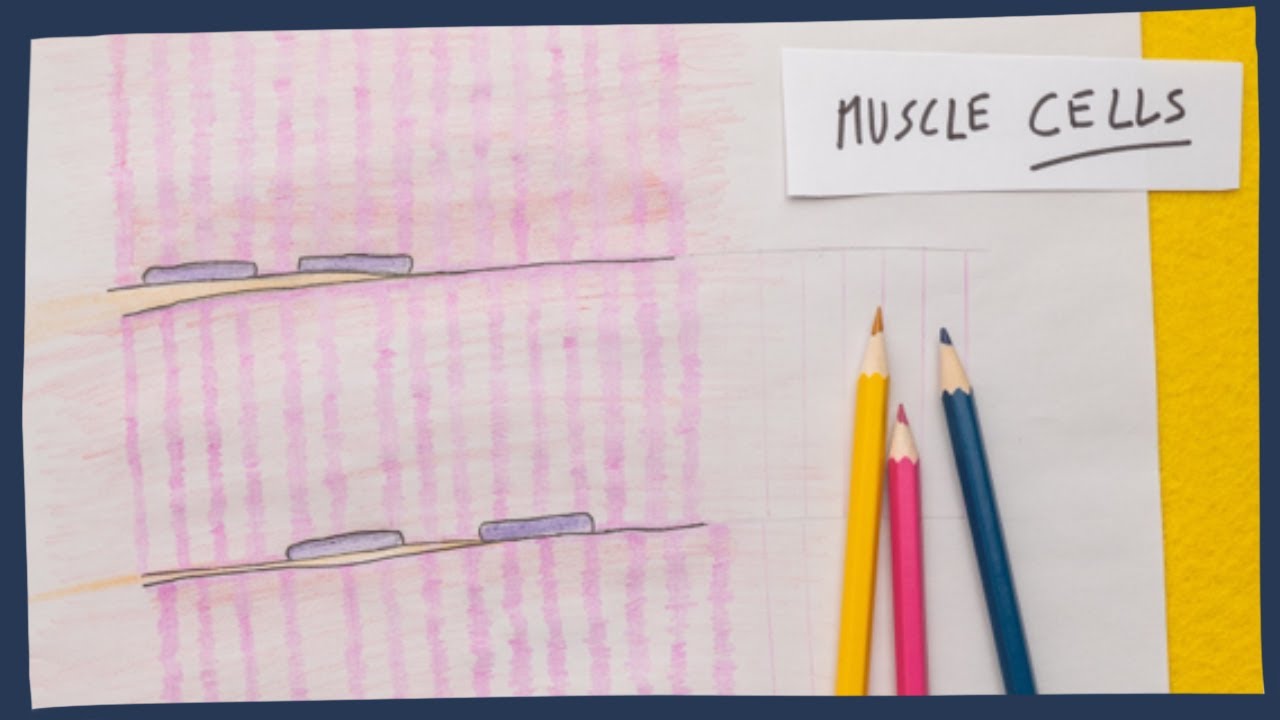 Muscle tissue: the basics - Biology tutorial - YouTube