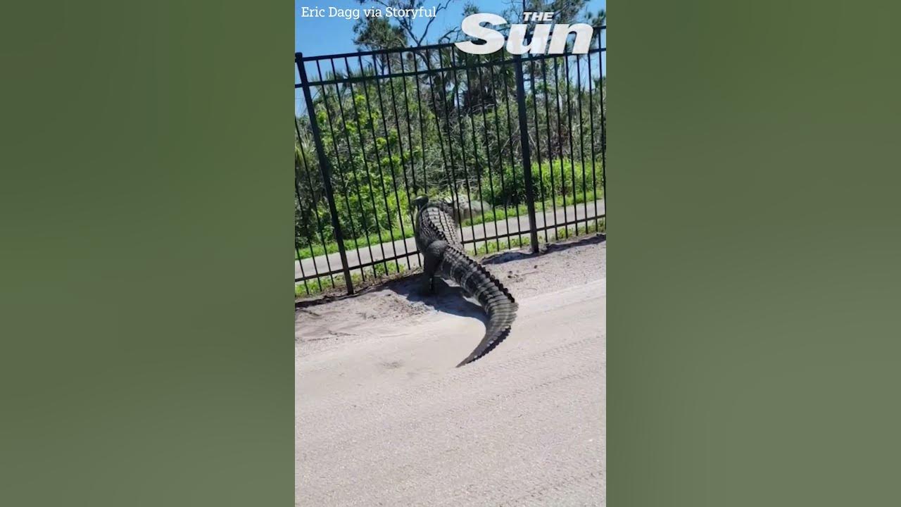 Giant alligator bends metal fence to force a way through #shorts 🐊 ...
