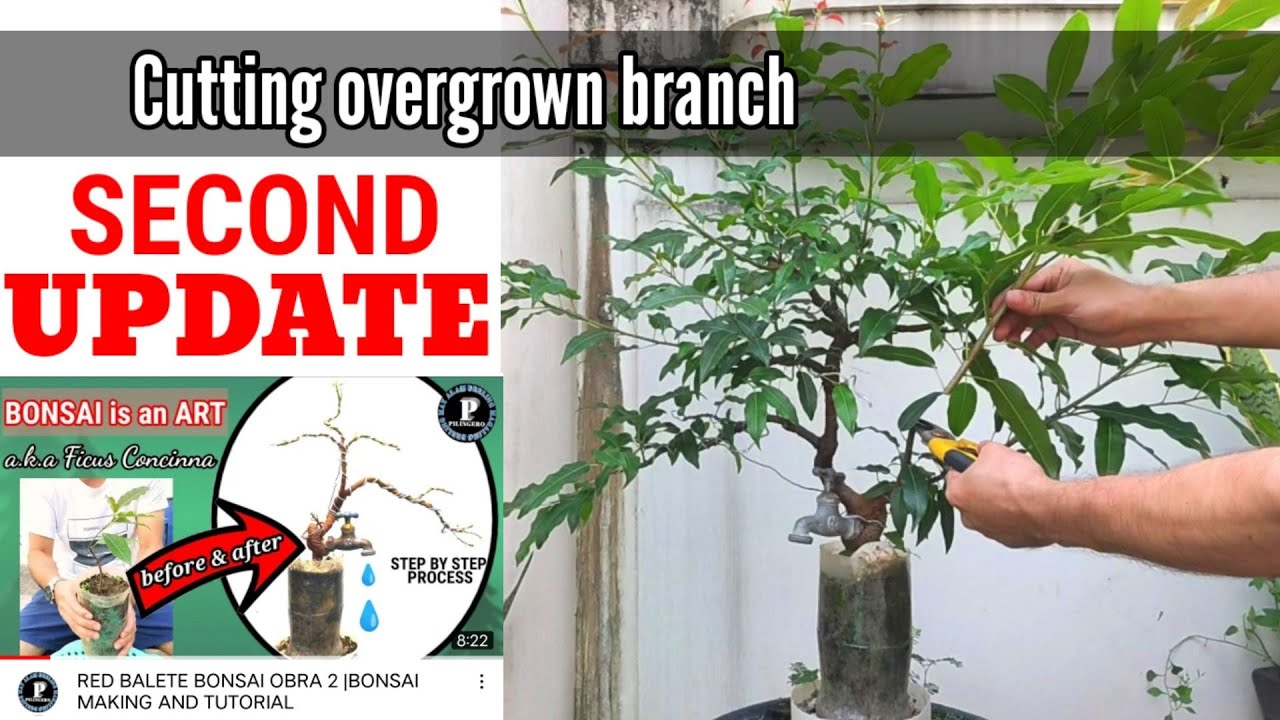 Red Balete Bonsai OBRA 2 SECOND UPDATE | bonsai making - YouTube