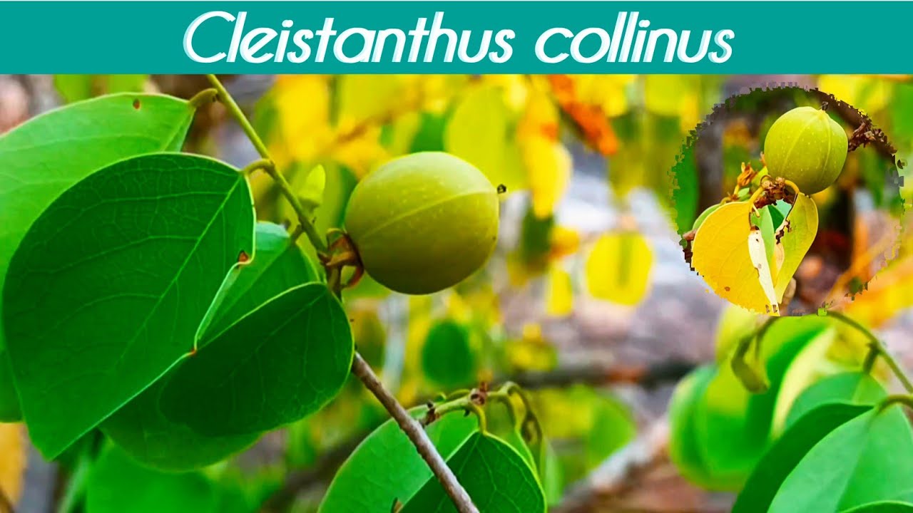 Discovering Cleistanthus Collinus - YouTube