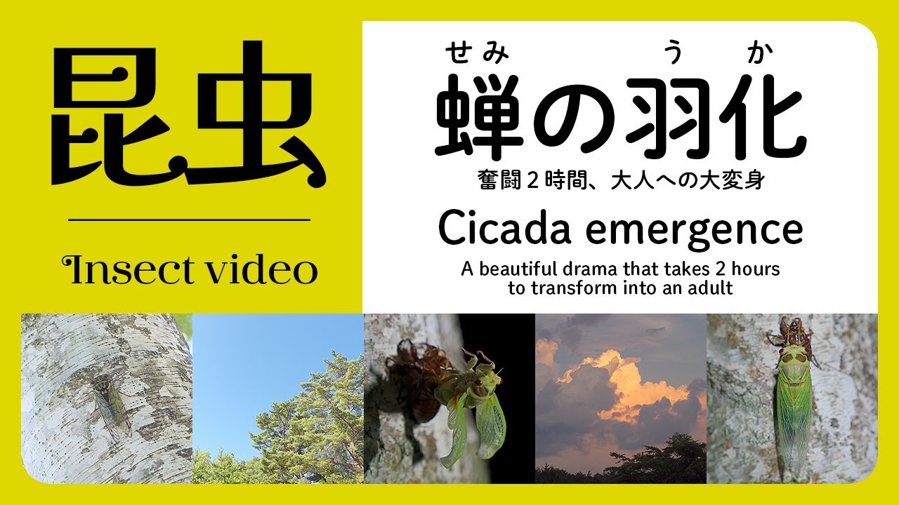 【Insect archive】Cicada emergence │セミの羽化（エゾゼミ） - YouTube
