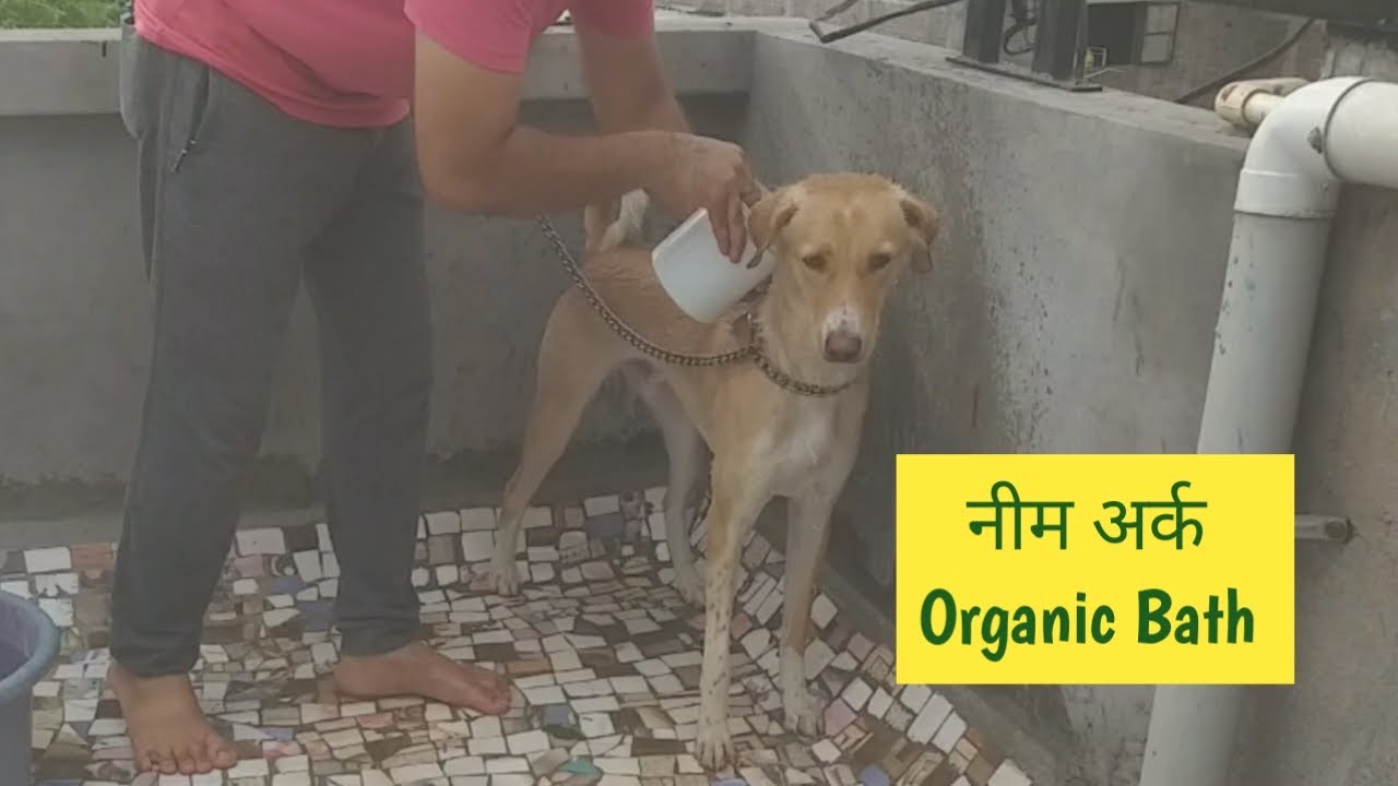 Organic Bath For Ticks And Fleas, Neem Ark Bath For Lucky, Home ...