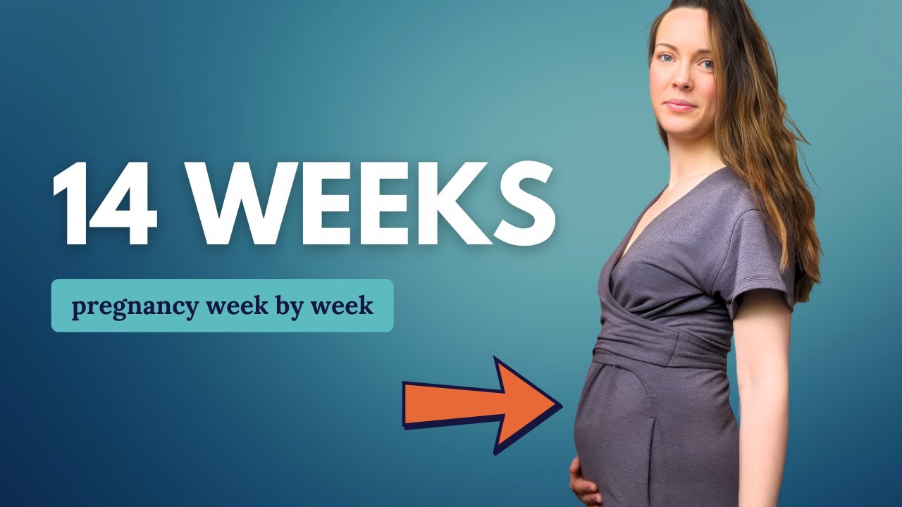 14 Weeks Pregnant 🤰 What to Expect: Changes for You & Baby Development ...