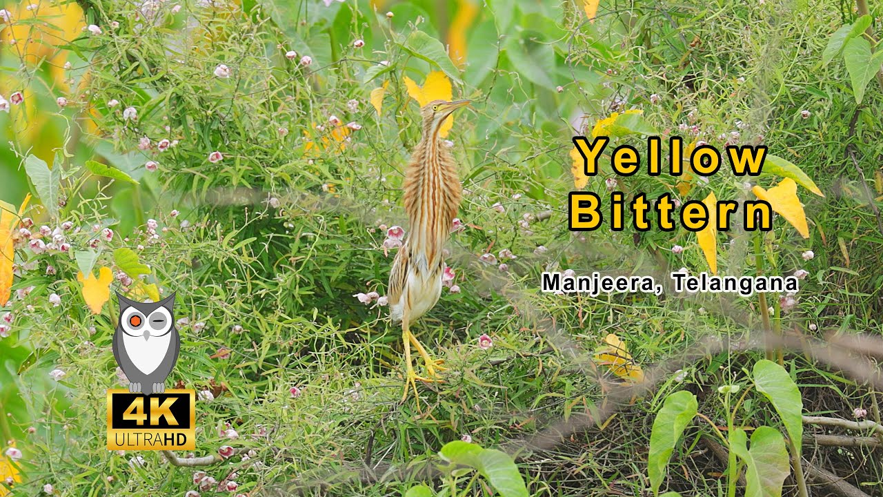 Stretching for Survival: The Neck Elongation Behavior of Yellow Bittern ...
