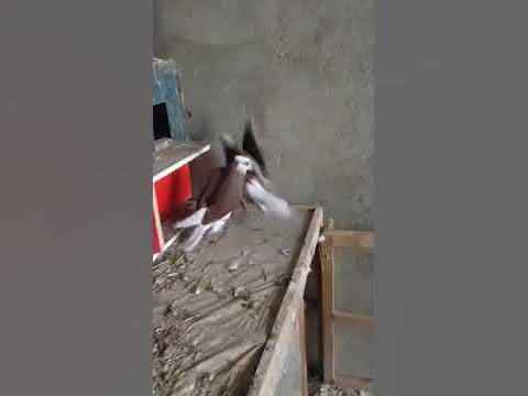 Тел.хоз.0551 020 104, голуби Кыргызстана - YouTube