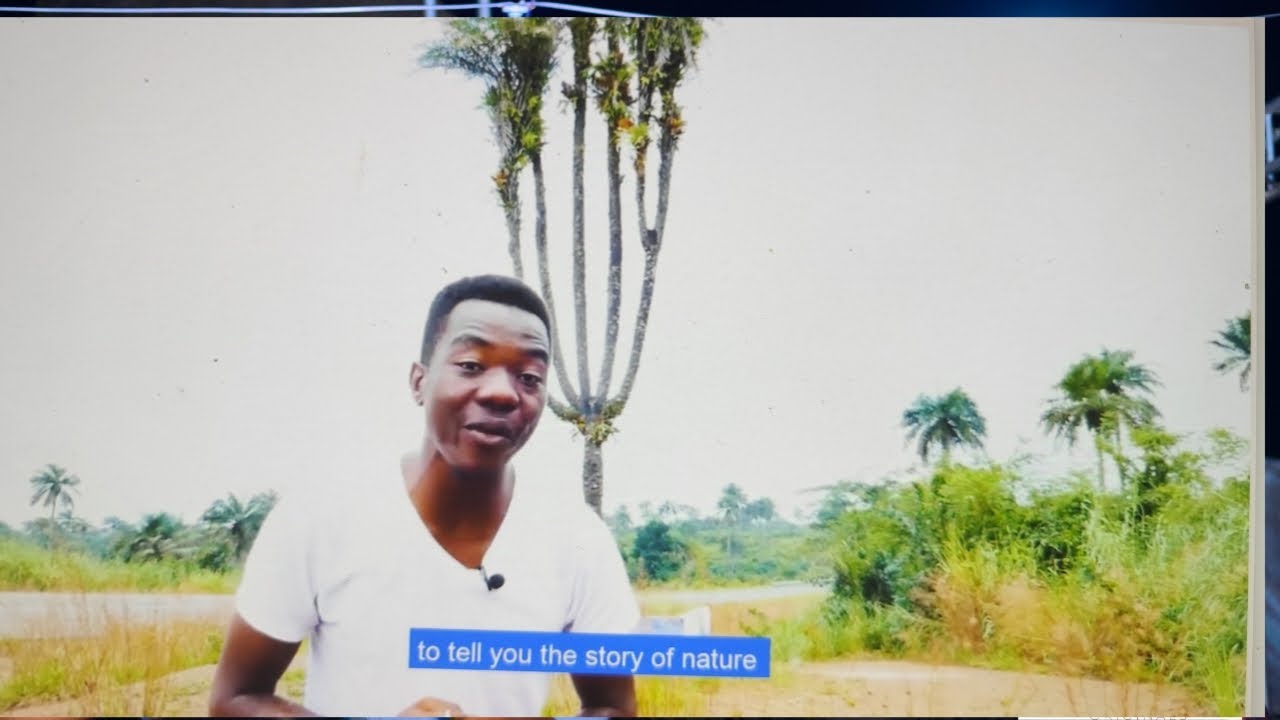 Sierra Leone's SHOCKING Six-Headed Palm Tree Discovery! - YouTube