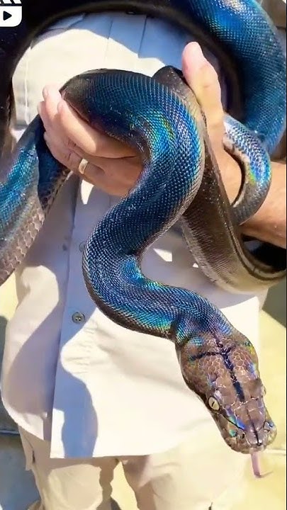 Rainbow python snake 😳🐍🔥#python #rainbow#shorts#snake#shorts - YouTube