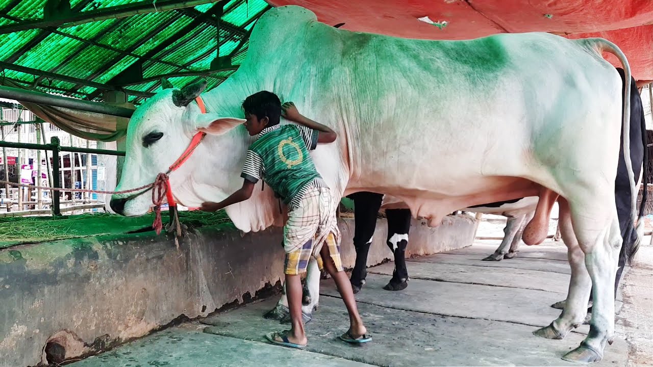 Gabtoli Cow new collection 2020 | Gabtoli Cow Eid collection 2020 ...