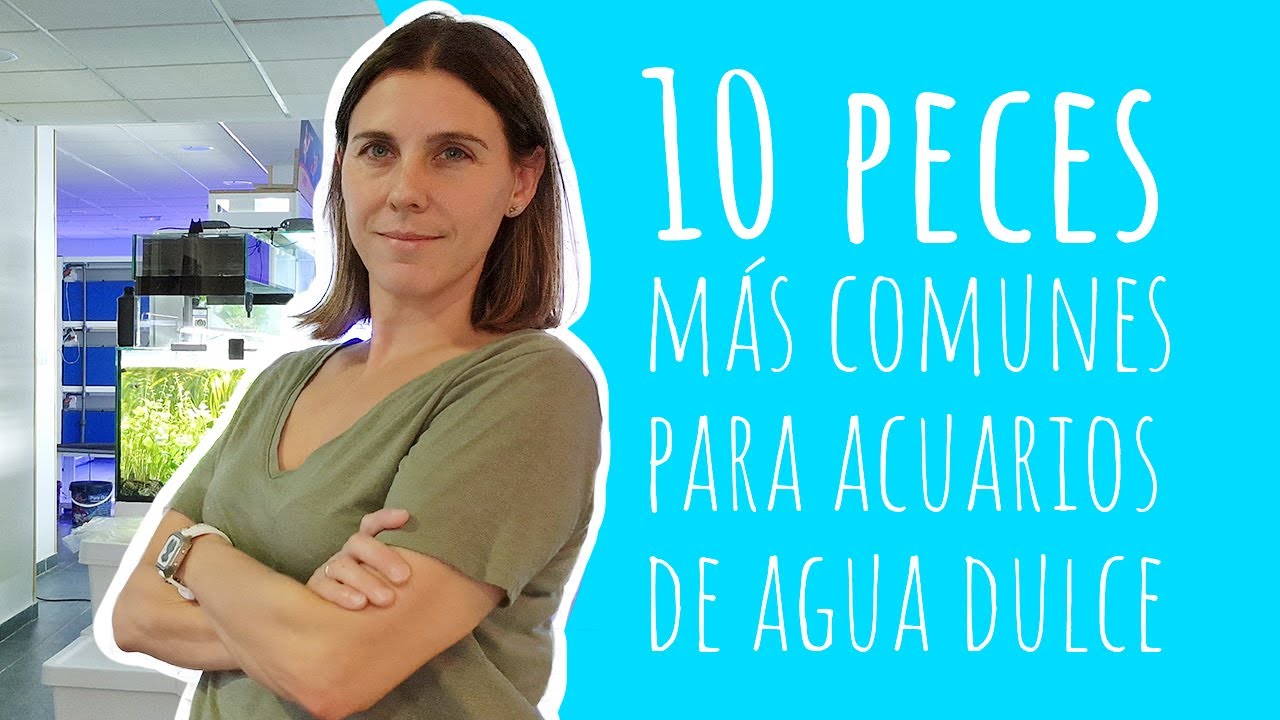 Los 10 peces mas comunes en acuarios de agua dulce - YouTube