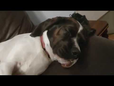 Mushy Dog! - YouTube